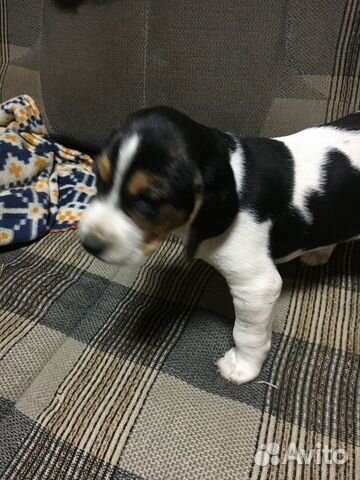 Эстонская гончая щенок