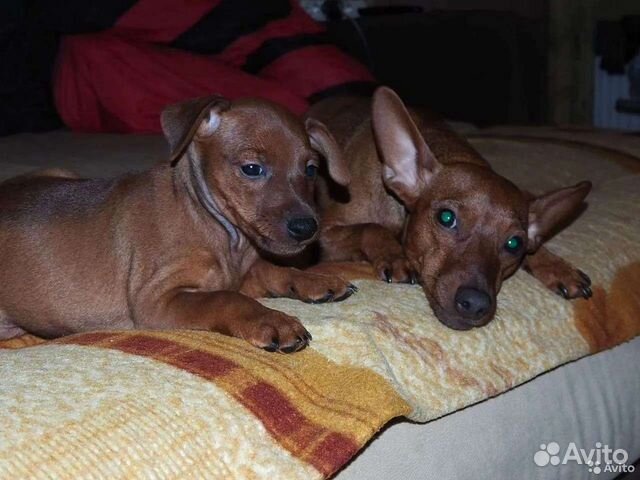 Цвергпинчер