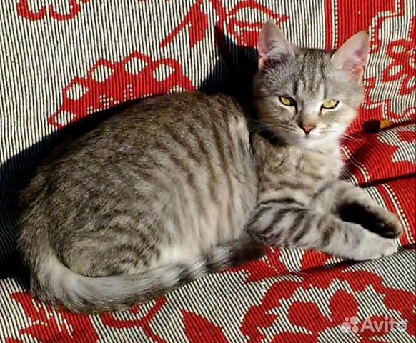 Котенок Спасение Брошен Барсик 5 мес Шпротик