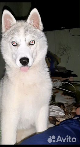Сибирский хаски