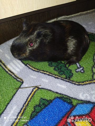 Морская свинка