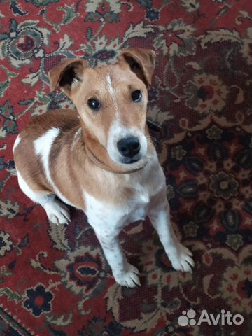 Фокстерьер бесплатно