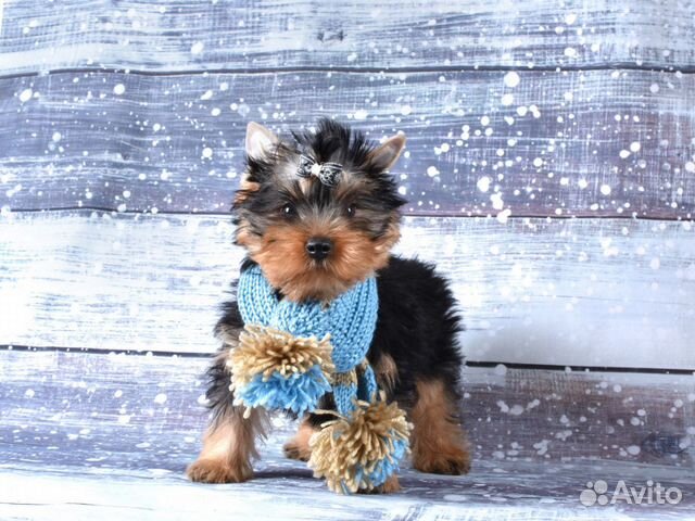 Щенки йорки 2.5 мес
