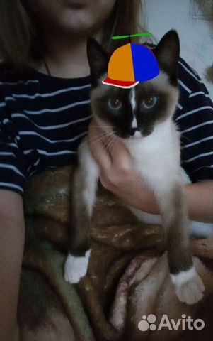 Сиамский кот чистокровный