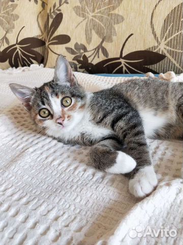 Котенок девочка 3-4 мес