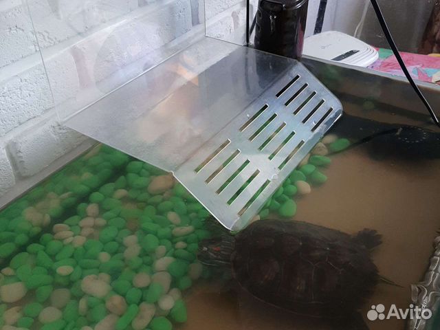 Красноухая черепаха с аквариумом