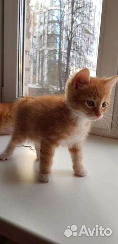 Котенок курильский бобтейл, пальчик