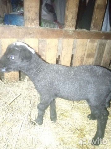 Ягненок мальчик и девочка недельные