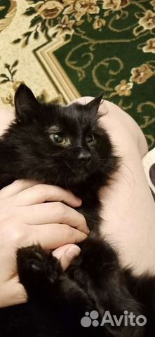 Отдам котёнка в хорошие руки