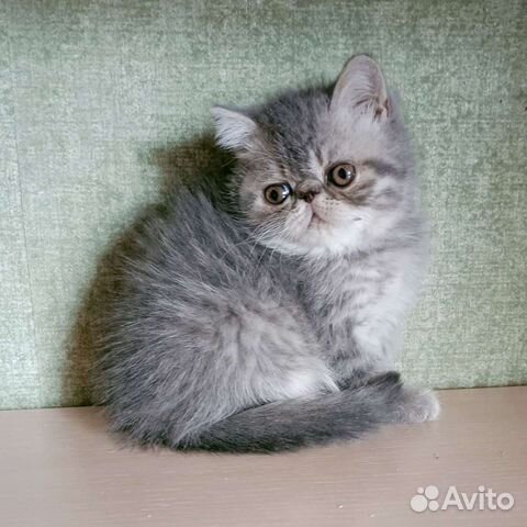 Экзотическая кошка