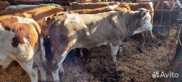 Бычки молодняк