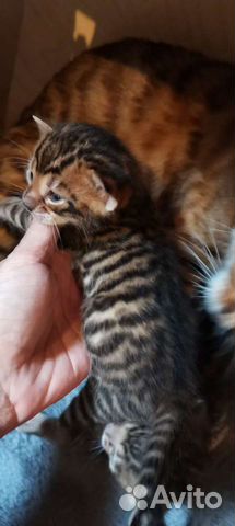 Котятки тойгер