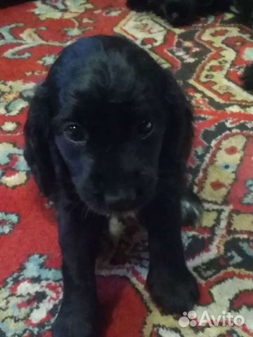 Щенки Русского спаниеля