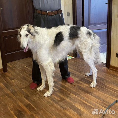 Найдена русская борзая