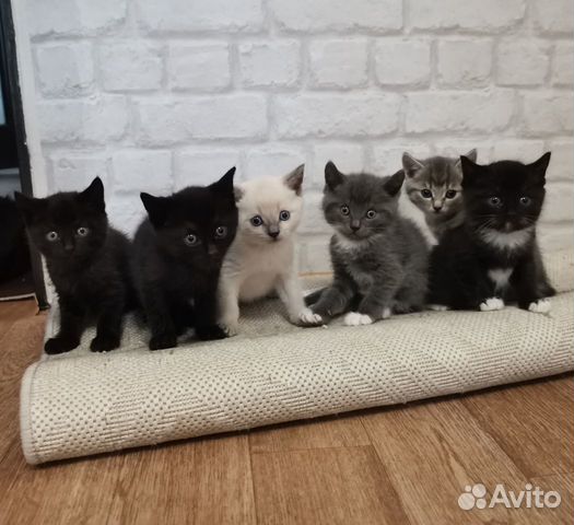 Котята от умной, воспитанной кошки