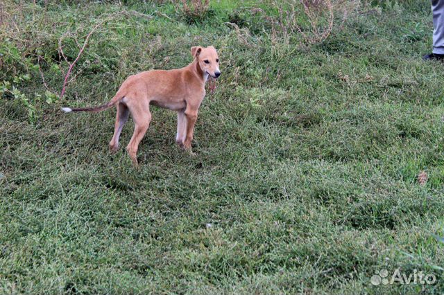 Щенок хортой Марсель