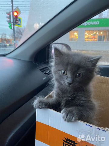 Котенок