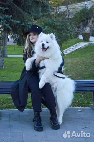 Самоедская собака