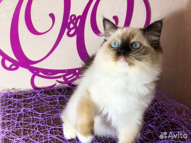 Charlotte. Гиперласковая малышка Рэгдолл. Док-ты