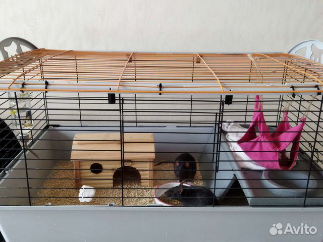 Крыса цветная с клеткой