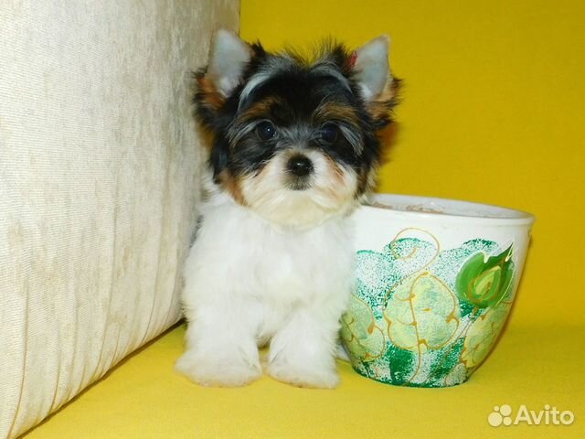 Бивер-очаровательная малышка