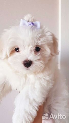 Мальтийская болонка мини