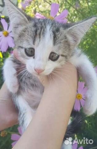 Кошка в дар