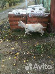 Козлята на мясо