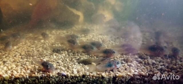 Сомики коридорасы