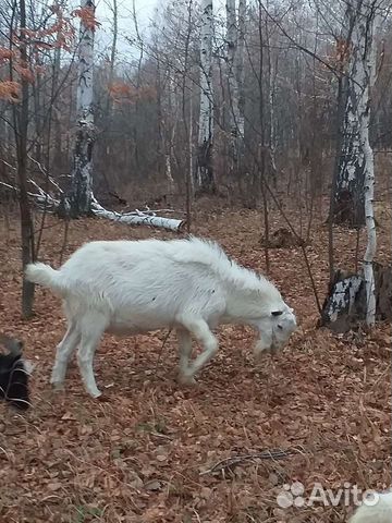 Козлы на мясо и на племя