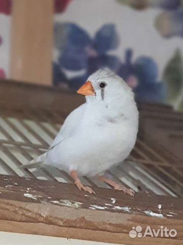 Зебровые амадины