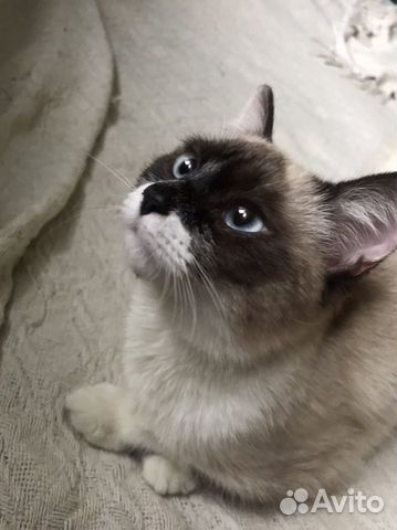 Тайский котенок