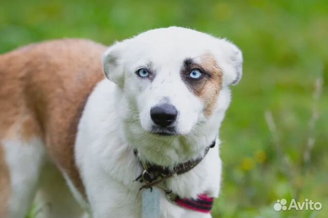 Глаша в поисках любящей семьи