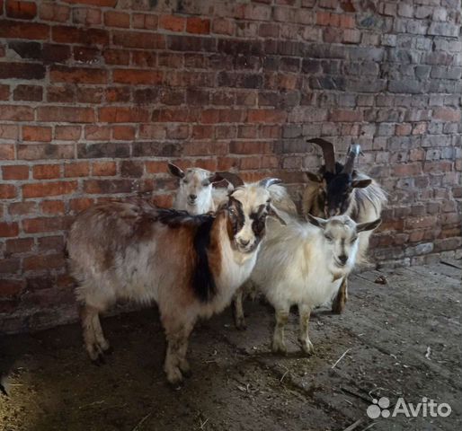 Козлы, козлята