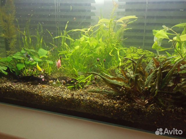 Растения для аквариума после прополки