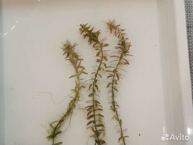 Аквариумные рыбки и растения