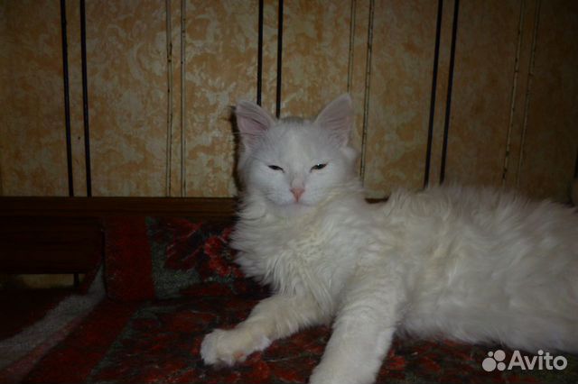 Юная кошечка Снежка - в ответственные руки