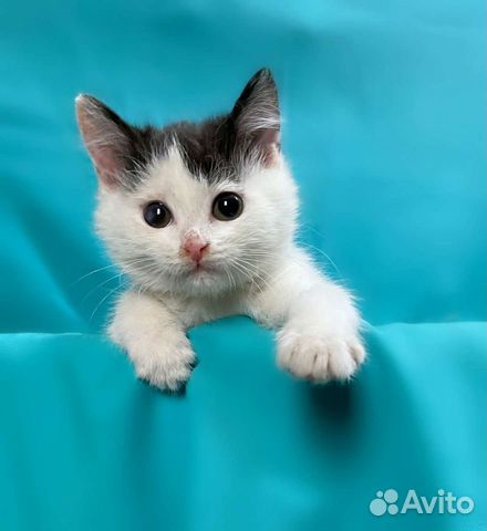 Котёнок Верон