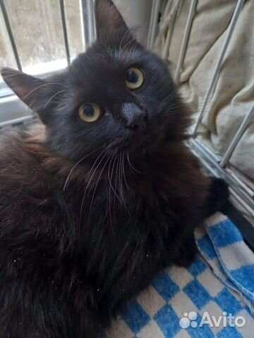 В добрые руки