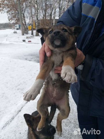 Будущие охранницы 2,5 месяца бесплатно