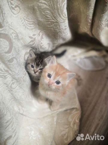 Британские котята