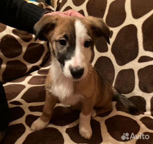 Коротколапики, в добрые руки Москва