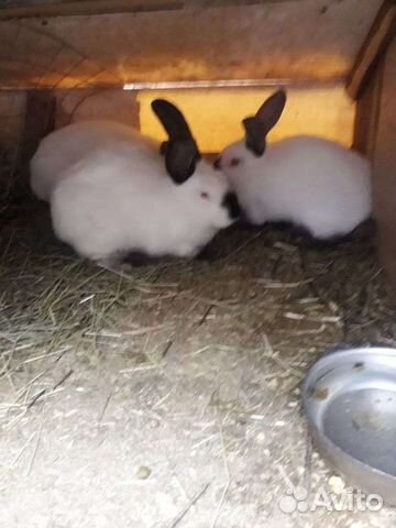 Калифорнийские кролики
