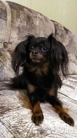 Той-терьер кобель вязка