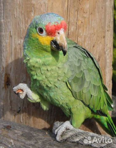 Краснолобый амазон выкормыш