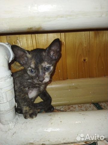 Котенок сфинкс
