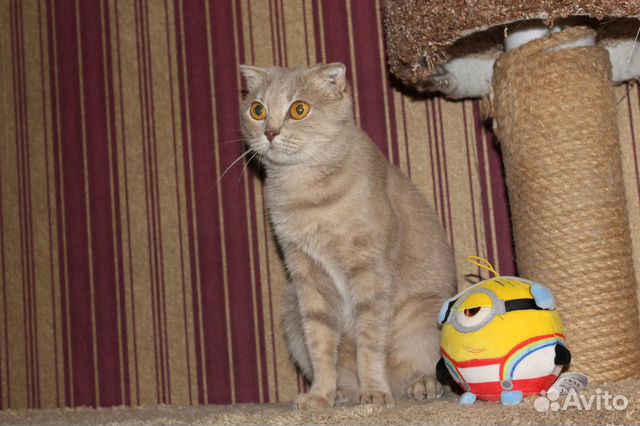 Лилу нужен самый лучший хозяин