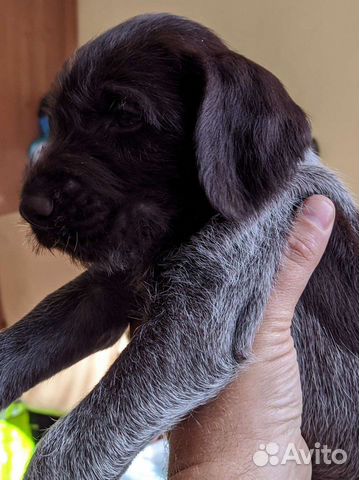 Дратхаар. Кобелек. Продам