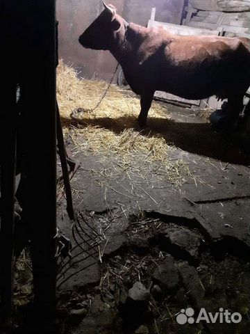 Коровы дойные молочные