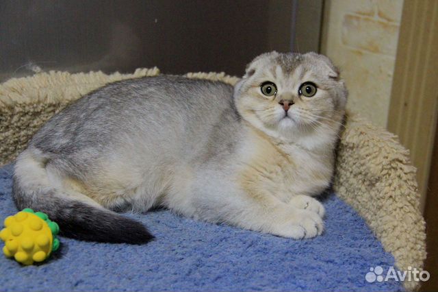 Арчик - серебристый котик фолдик